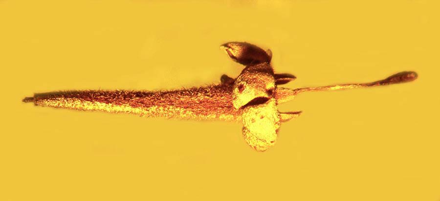 Ancient asterid flowers found fossilized in amber - SlashGear