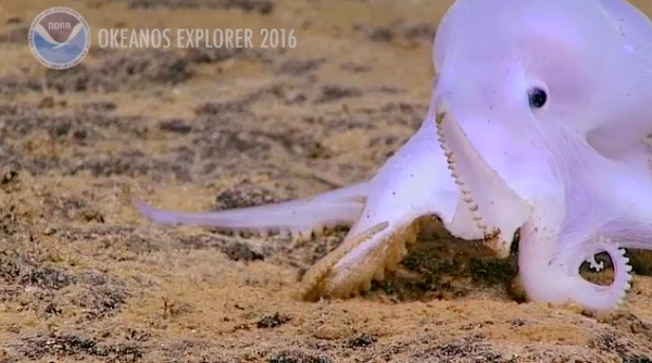 Scientists discover 'ghostlike' octopod playing on sea floor - SlashGear