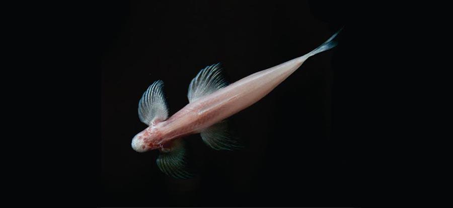 Strange newly discovered cavefish can walk up cave walls - SlashGear