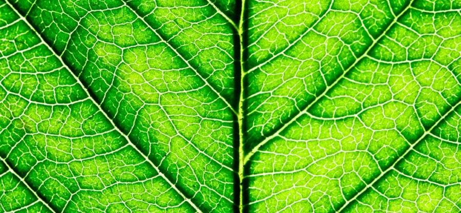 Reverse photosynthesis breaks down plants for clean biofuels - SlashGear