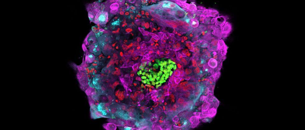 Breakthrough embryo research puts 14 day rule in spotlight - SlashGear