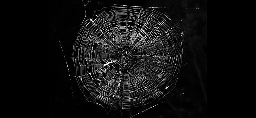 Spiders' sticky 'glue' also acts as microscopic web spools - SlashGear