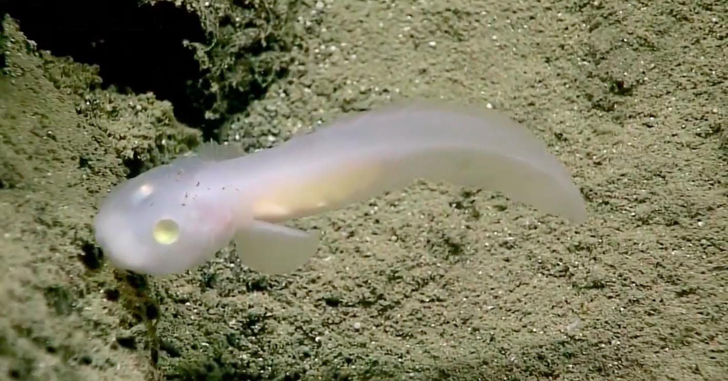 Pale eel-like fish spotted alive in deep sea waters for the first time ...