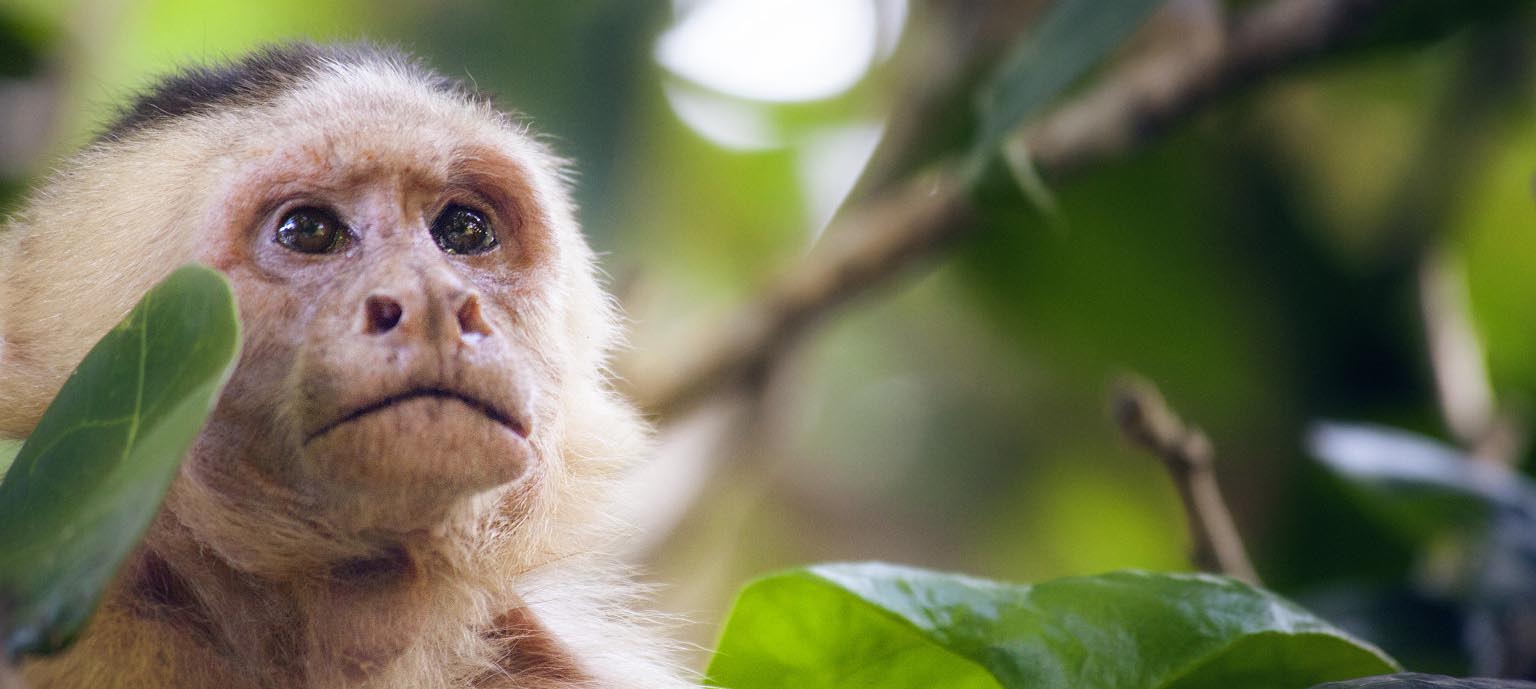Study: monkeys in Brazil used stone tools 700 years ago - SlashGear