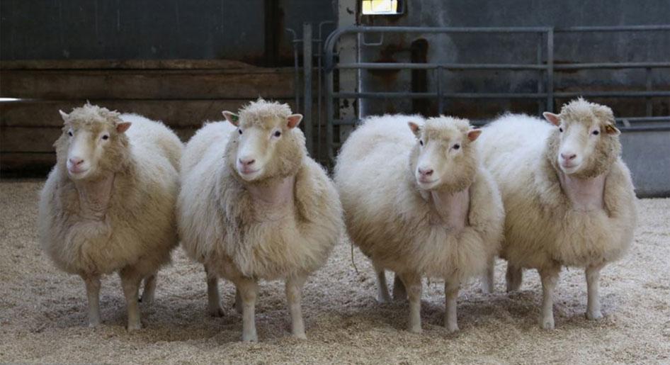 New study shows cloned sheep are living long lives with few health ...