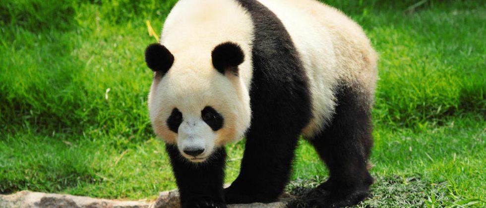 Giant pandas' status downgraded from 'endangered' to 'vulnerable ...