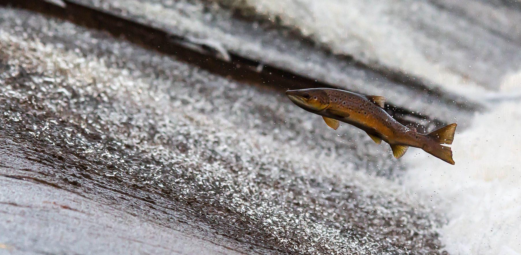 Salmon sea lice epidemic is fueled by climate change - SlashGear