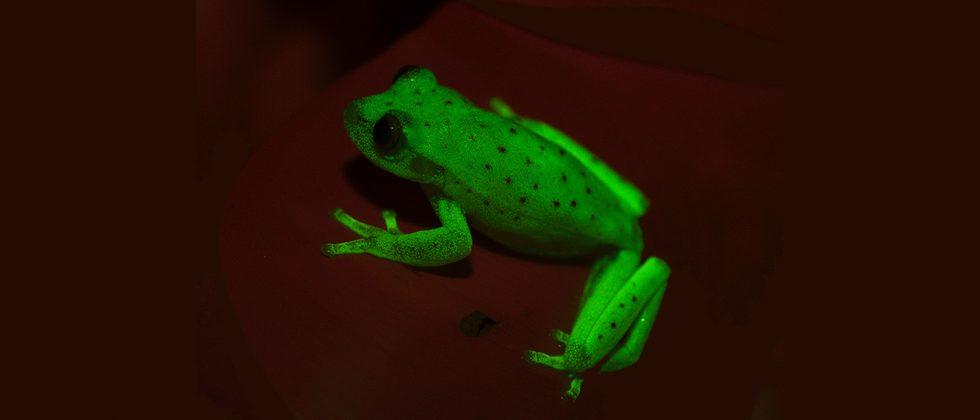 Nature made this frog fluorescent, and it's one of a kind - SlashGear