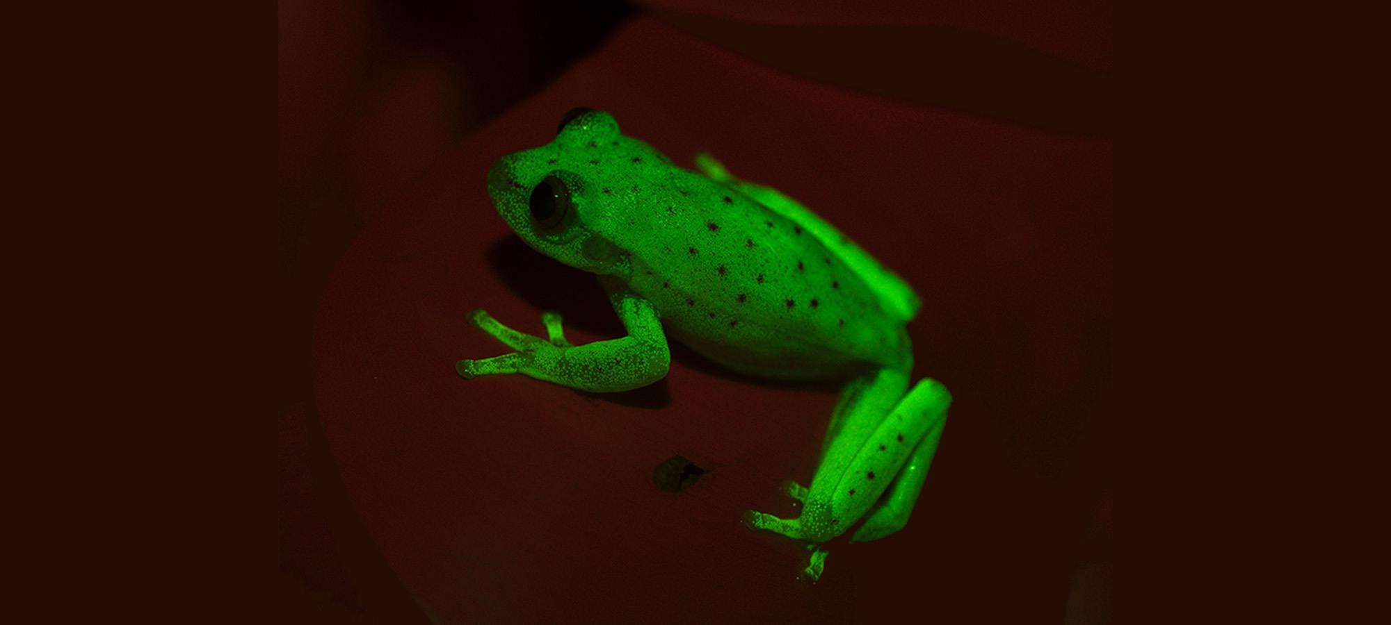 Nature made this frog fluorescent, and it's one of a kind - SlashGear