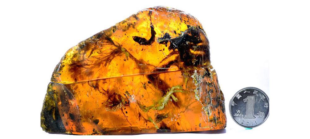 This baby bird has been trapped in amber for 99 million years - SlashGear