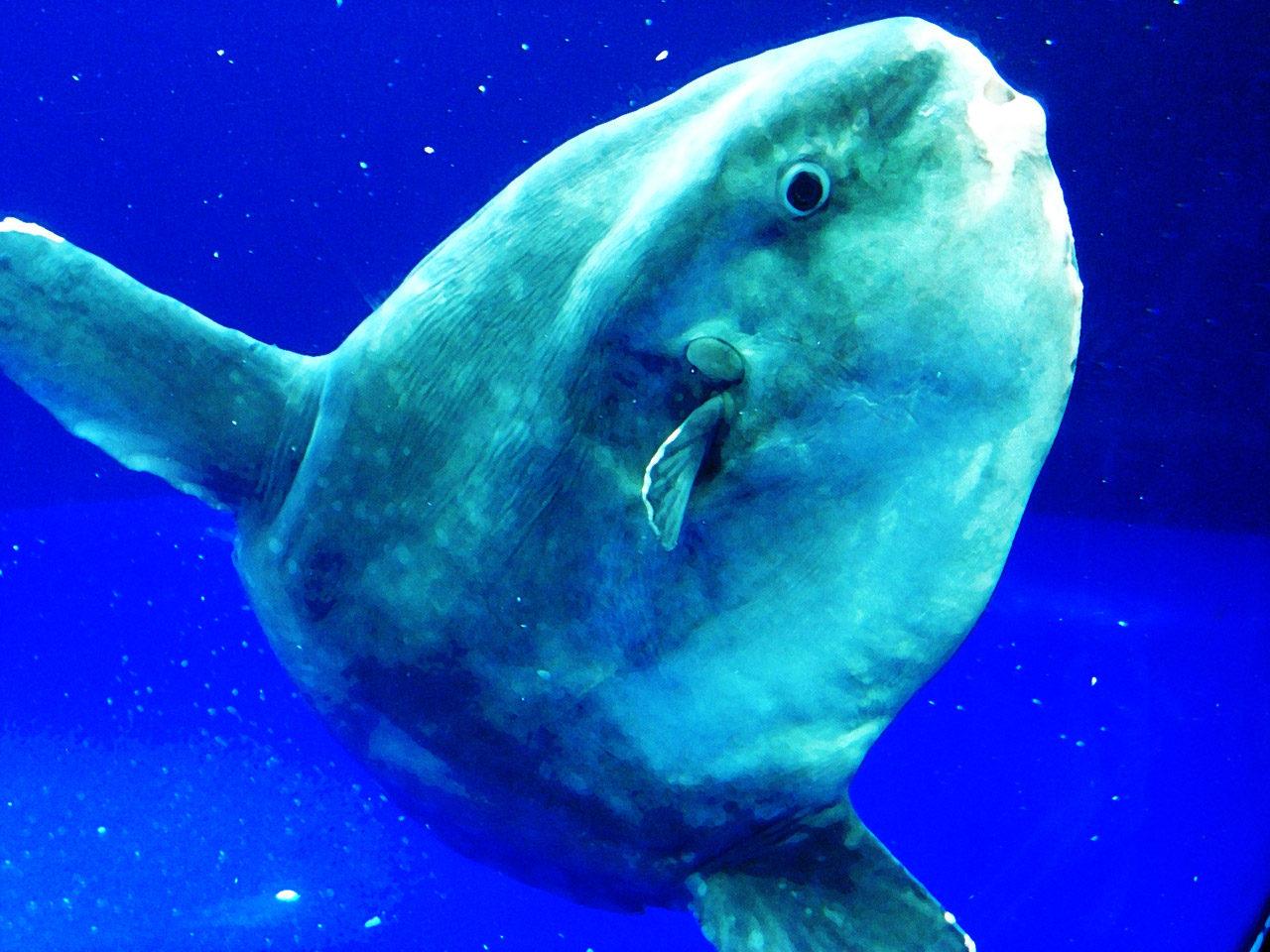 This giant sunfish species dodged scientists for 300 years - SlashGear