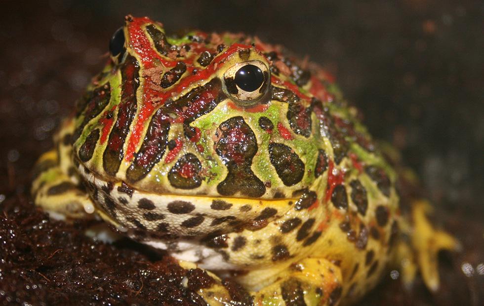 This ancient giant frog had powerful jaws and ate small dinosaurs ...