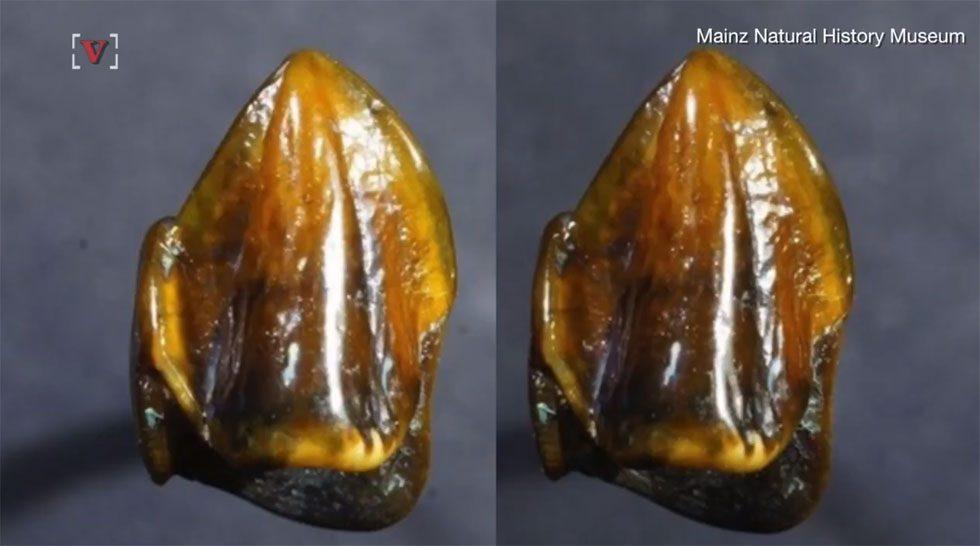 Scientists discover 9.7 million year old teeth that could change ...
