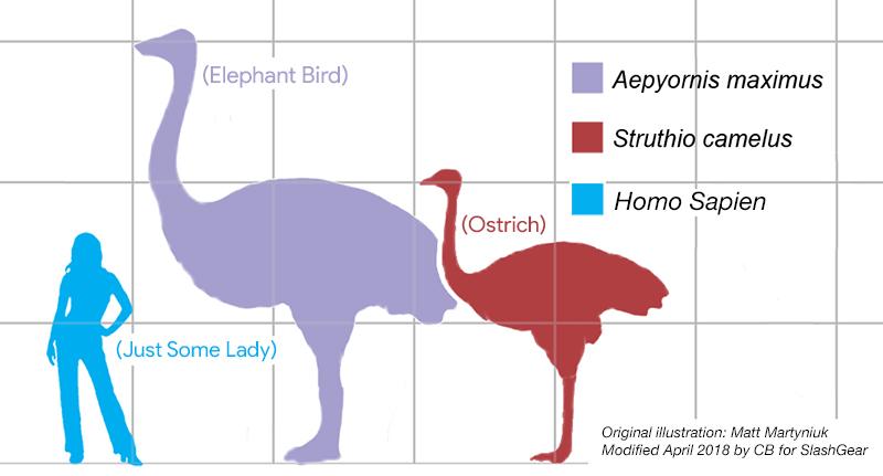 Extinct bird's big ol' egg discovered in museum storage - SlashGear