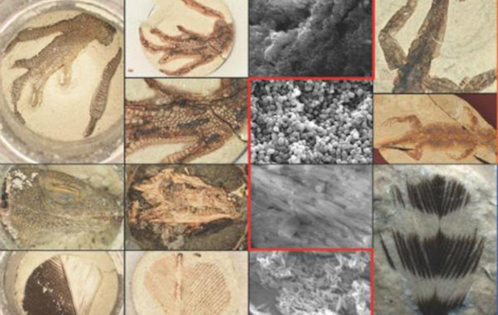 Scientists create realistic fossils in 24 hours using new lab method ... Scientists create realistic fossils in 24 hours using new lab method ...