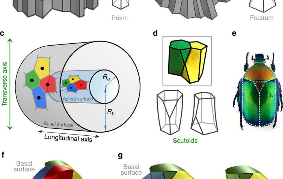 Researchers discover new geometric shape dubbed "scutoid" - SlashGear