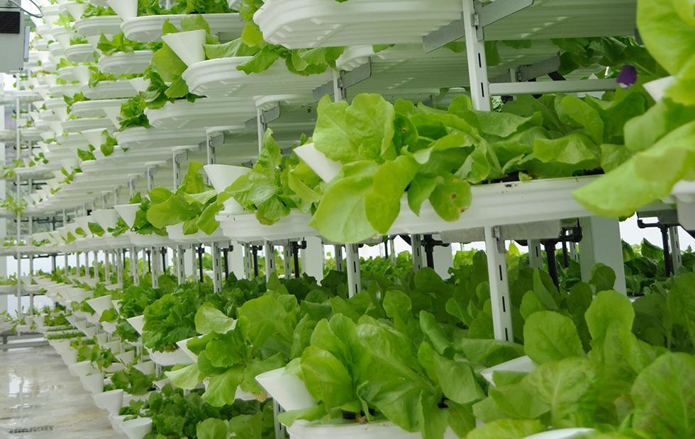 Dubai plans world's biggest vertical farm with 130,000sqft facility ...