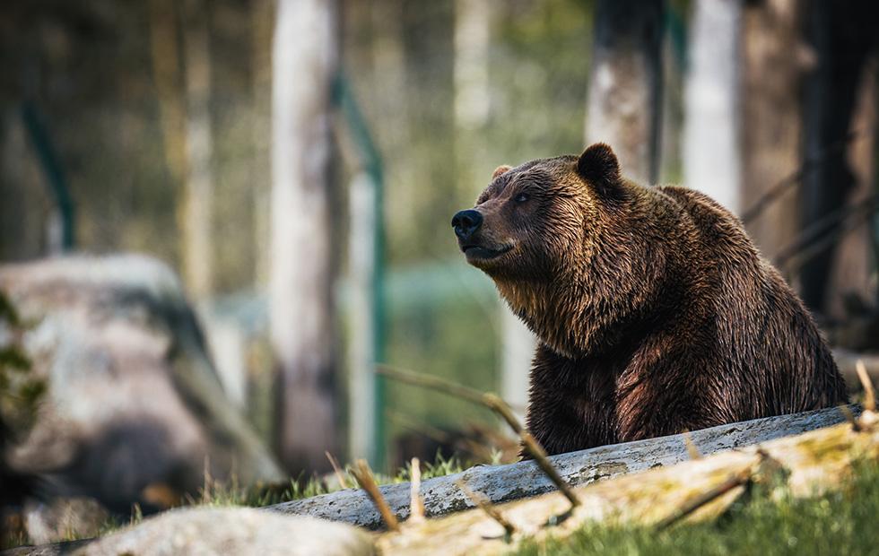 Extinct cave bear DNA lives on in modern brown bears - SlashGear