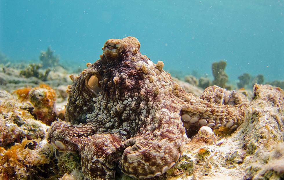 Octopuses on MDMA turn into relaxed and friendly creatures - SlashGear