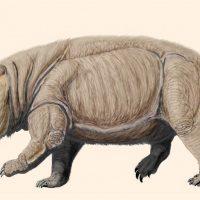 Elephant-sized proto-mammal discovered in Poland - SlashGear