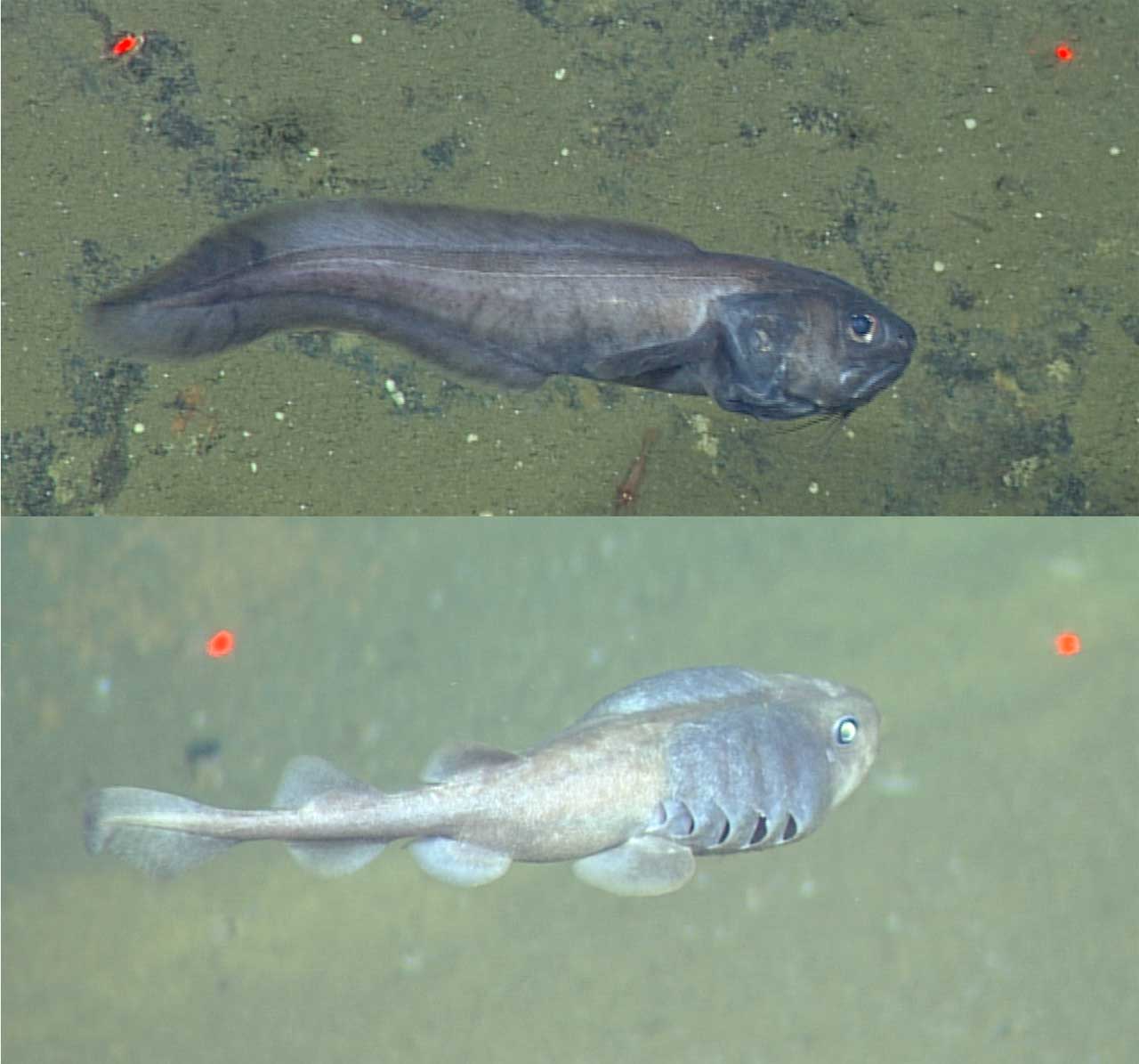 Two fish species can survive in areas of the Gulf of California with ...