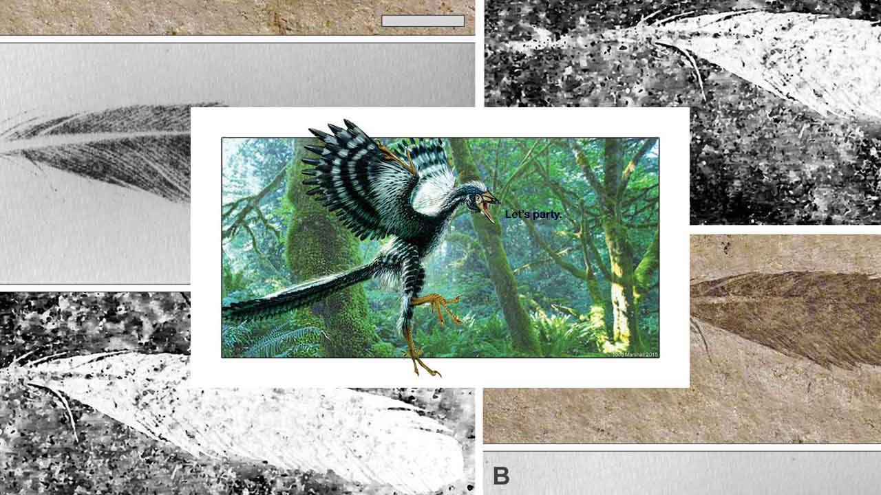 Archaeopteryx: Oldest fossil feather, new technique, new results ...
