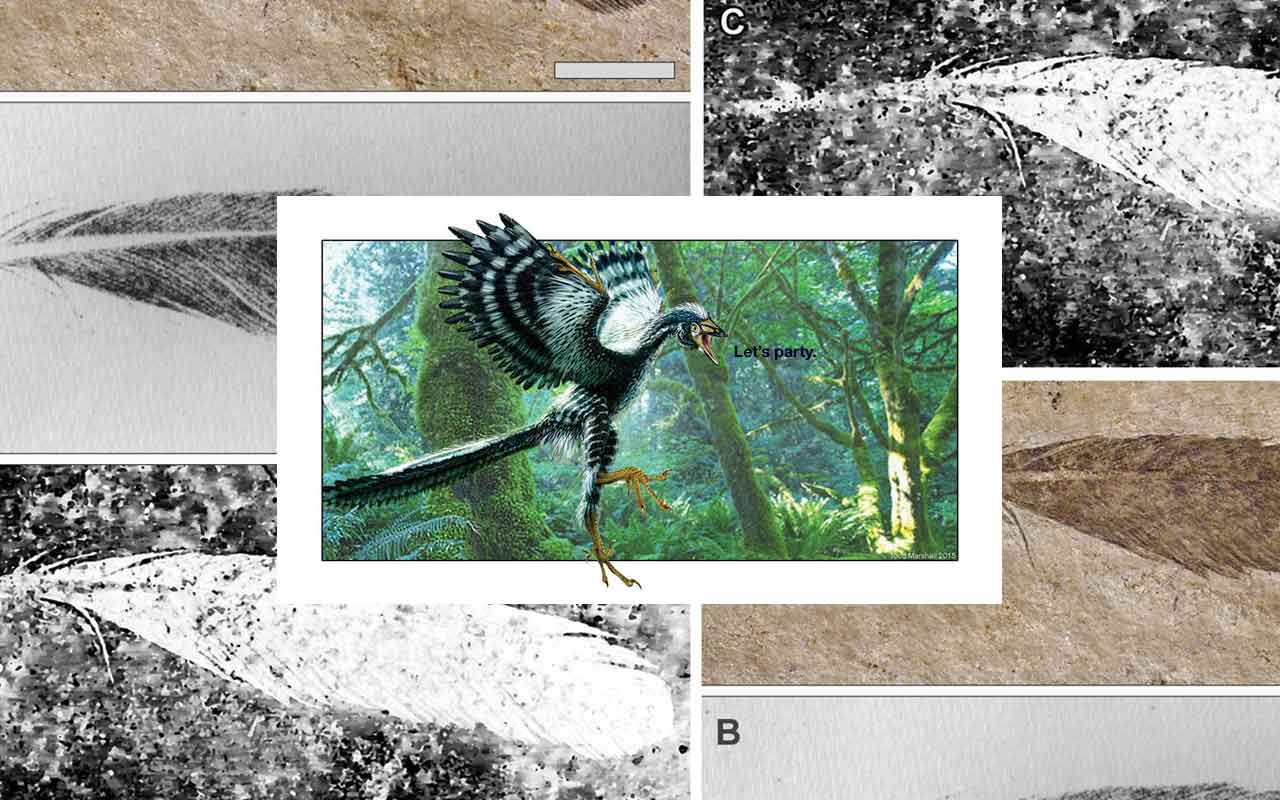 Archaeopteryx: Oldest fossil feather, new technique, new results ...