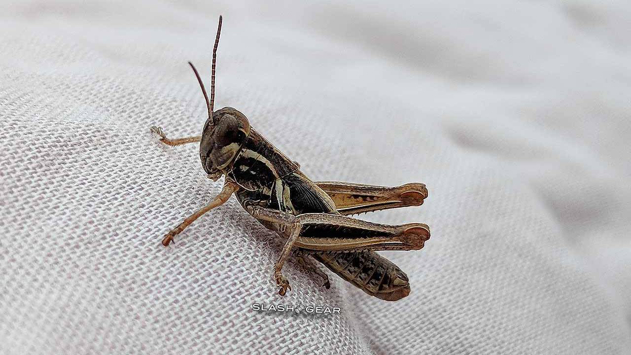 Study shows 100% insect extinction in 100 years - SlashGear