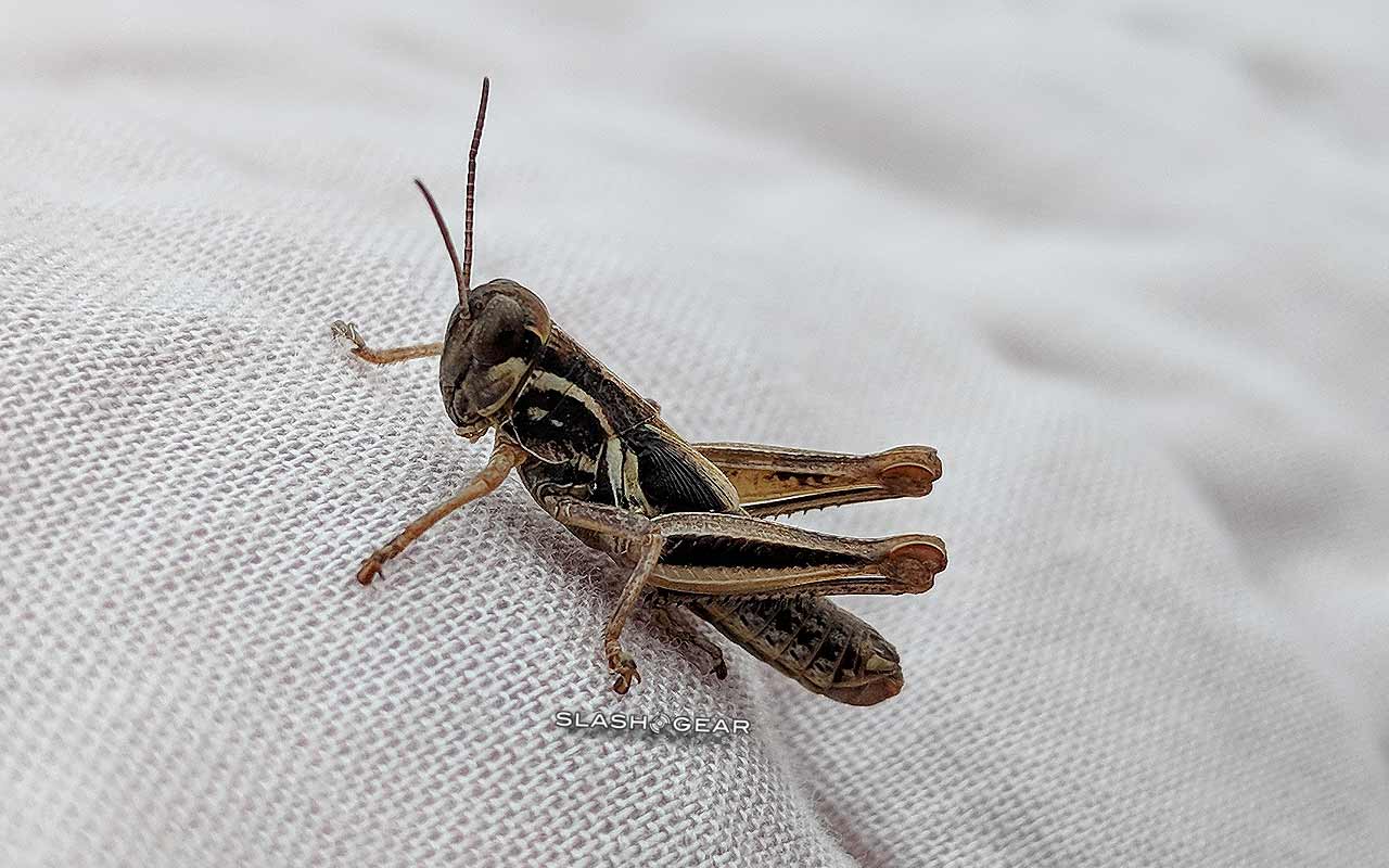 Study shows 100% insect extinction in 100 years - SlashGear