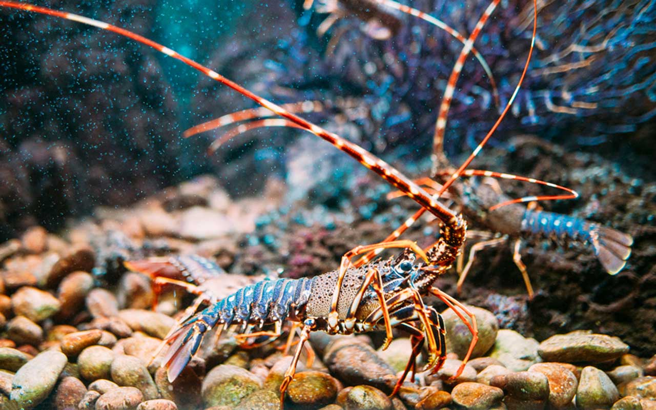 Lobster underbellies are surprisingly tough and study could lead to ...