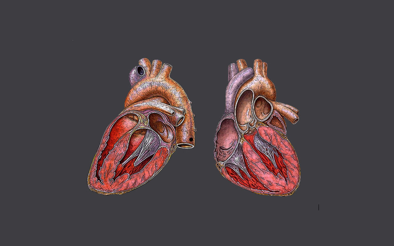 Harvard study reveals how lack of sleep increases heart disease risk ...