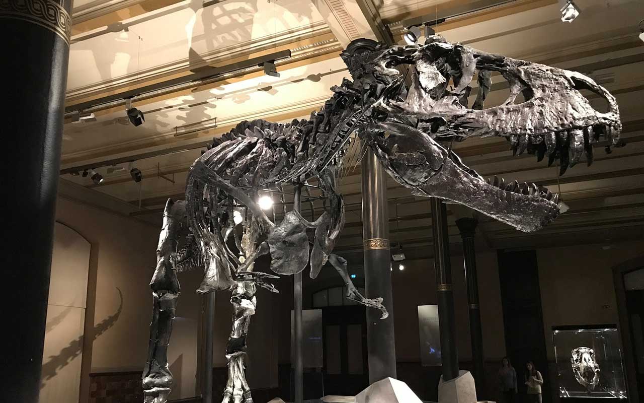 The largest T-Rex ever discovered is called Scotty - SlashGear