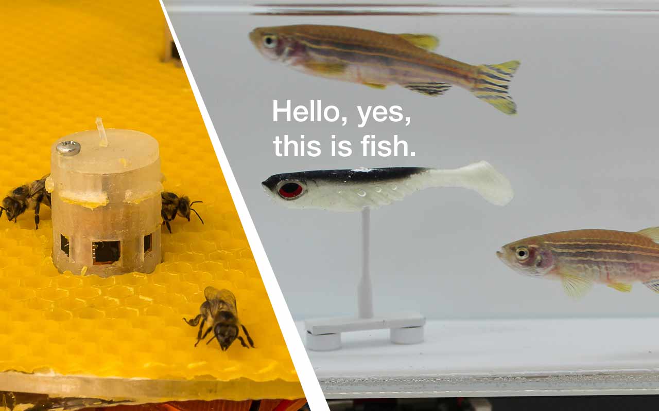 Scientists have allowed bees to talk with fish - SlashGear