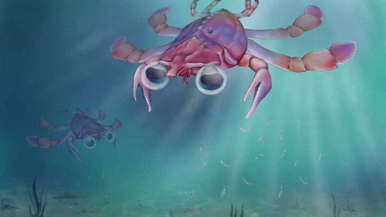 Yale paleontologist discovers new 95 million-year-old crab species ...