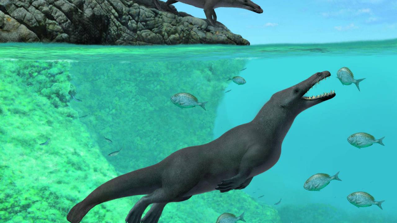 Four-legged whale skeleton found in Peru is 43 million years old ...
