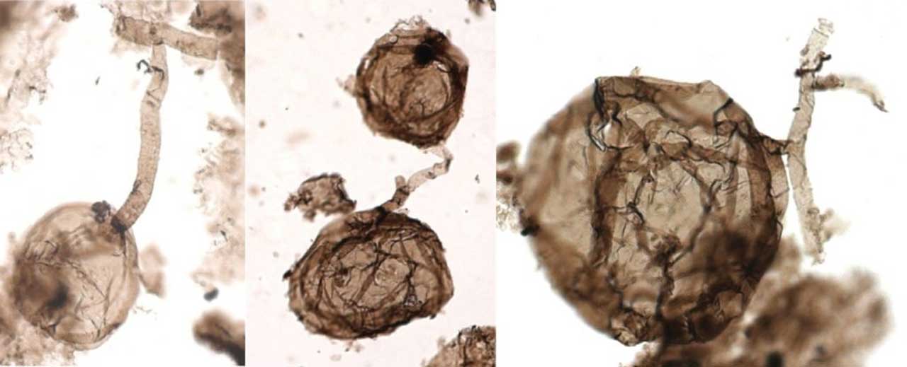 Scientists discover billion-year-old fungus fossil - SlashGear