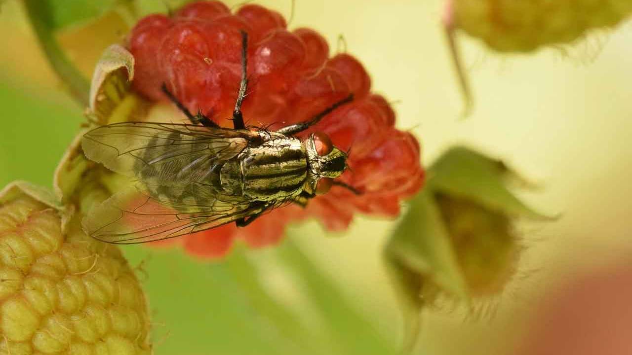 Researchers find insects feel chronic pain - SlashGear