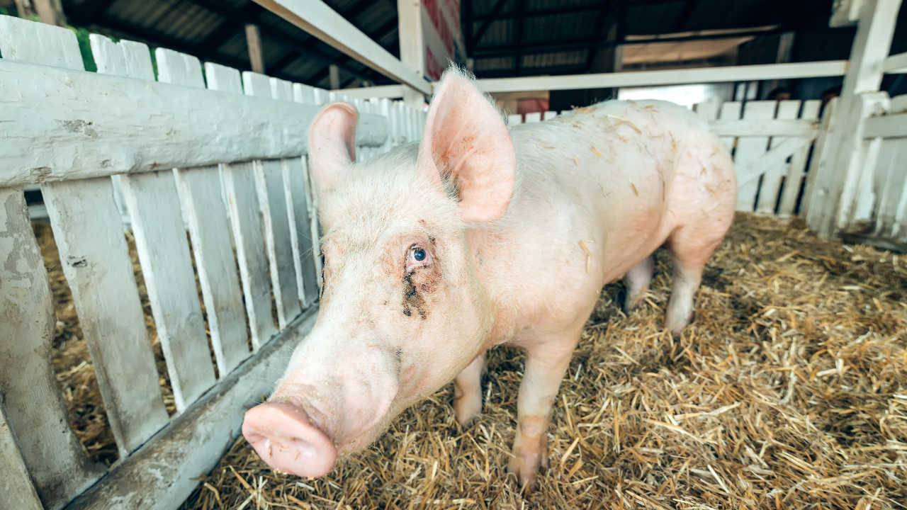Michigan officials reveal fair pigs tested positive for swine flu ...