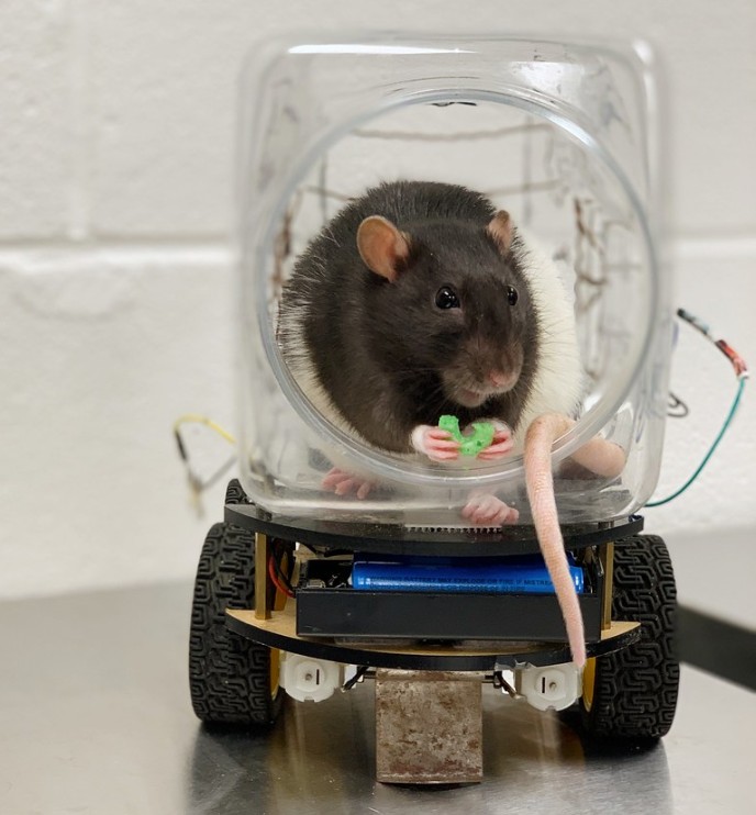 Researcher teaches rats to drive little cars - SlashGear