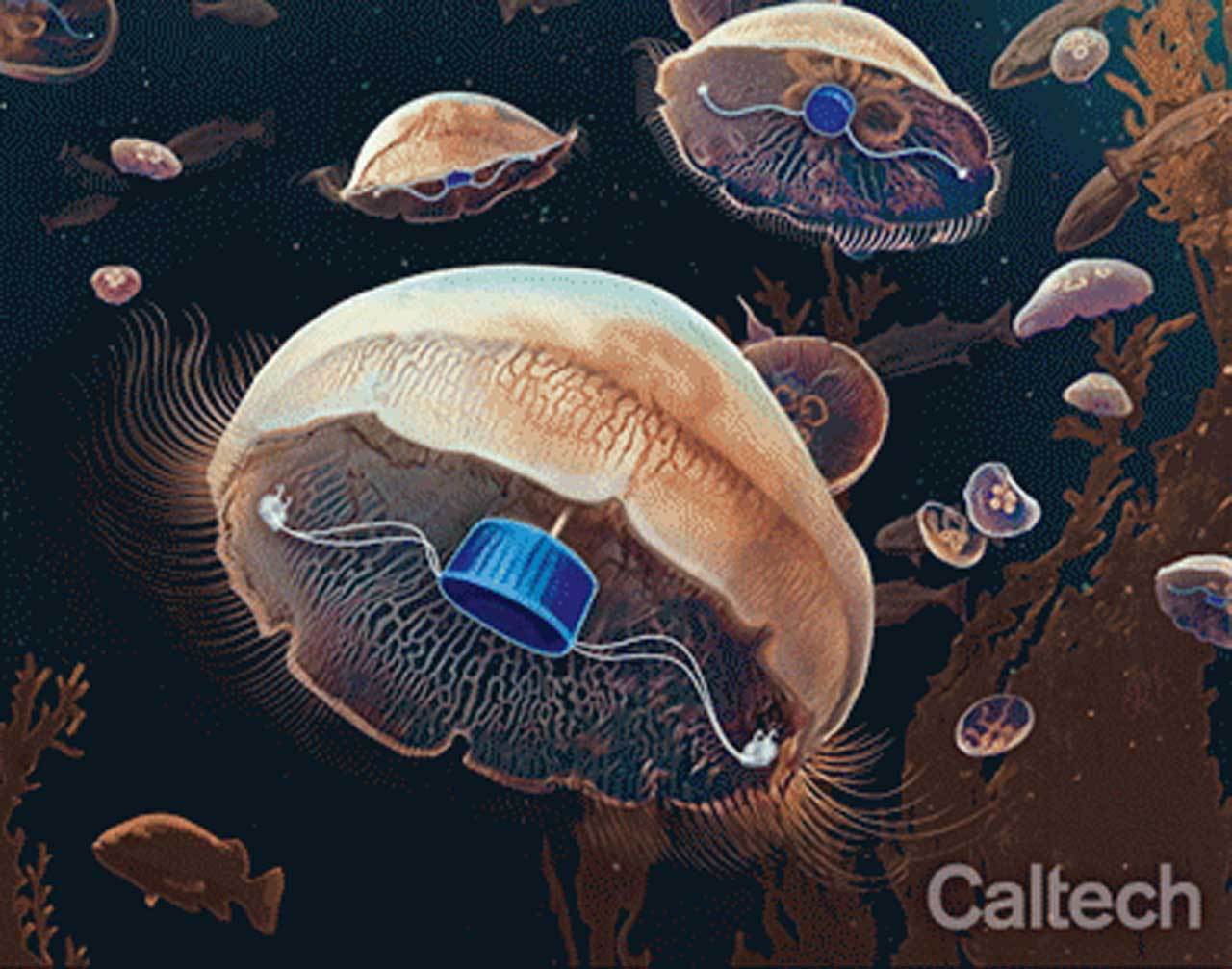 Engineers create a prosthetic device that helps jellyfish swim faster ...