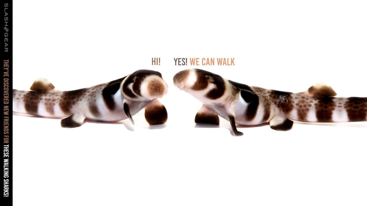 New Walking Sharks are like real-life Alolan form Pokemon - SlashGear