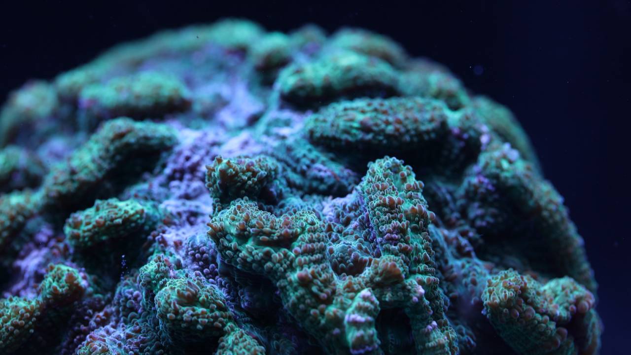 Coral breeding breakthrough could help save critically endangered reefs ...