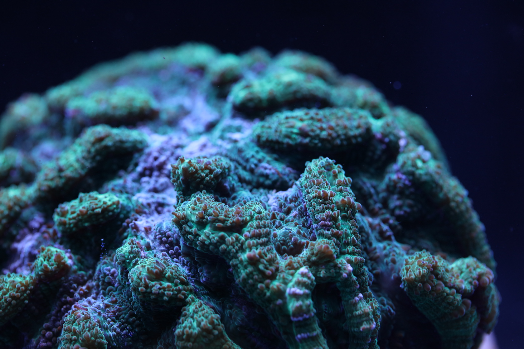 Coral breeding breakthrough could help save critically endangered reefs ... Coral breeding breakthrough could help save critically endangered reefs ...