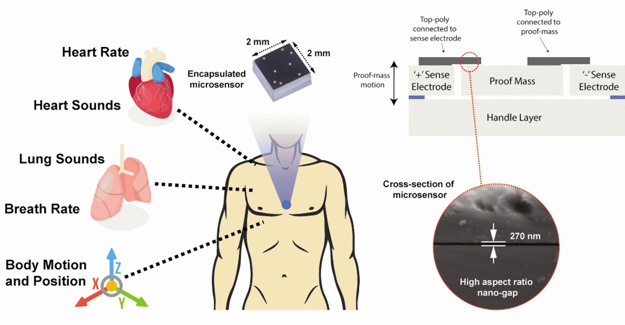 This tiny sensor records lung and heart signals - SlashGear
