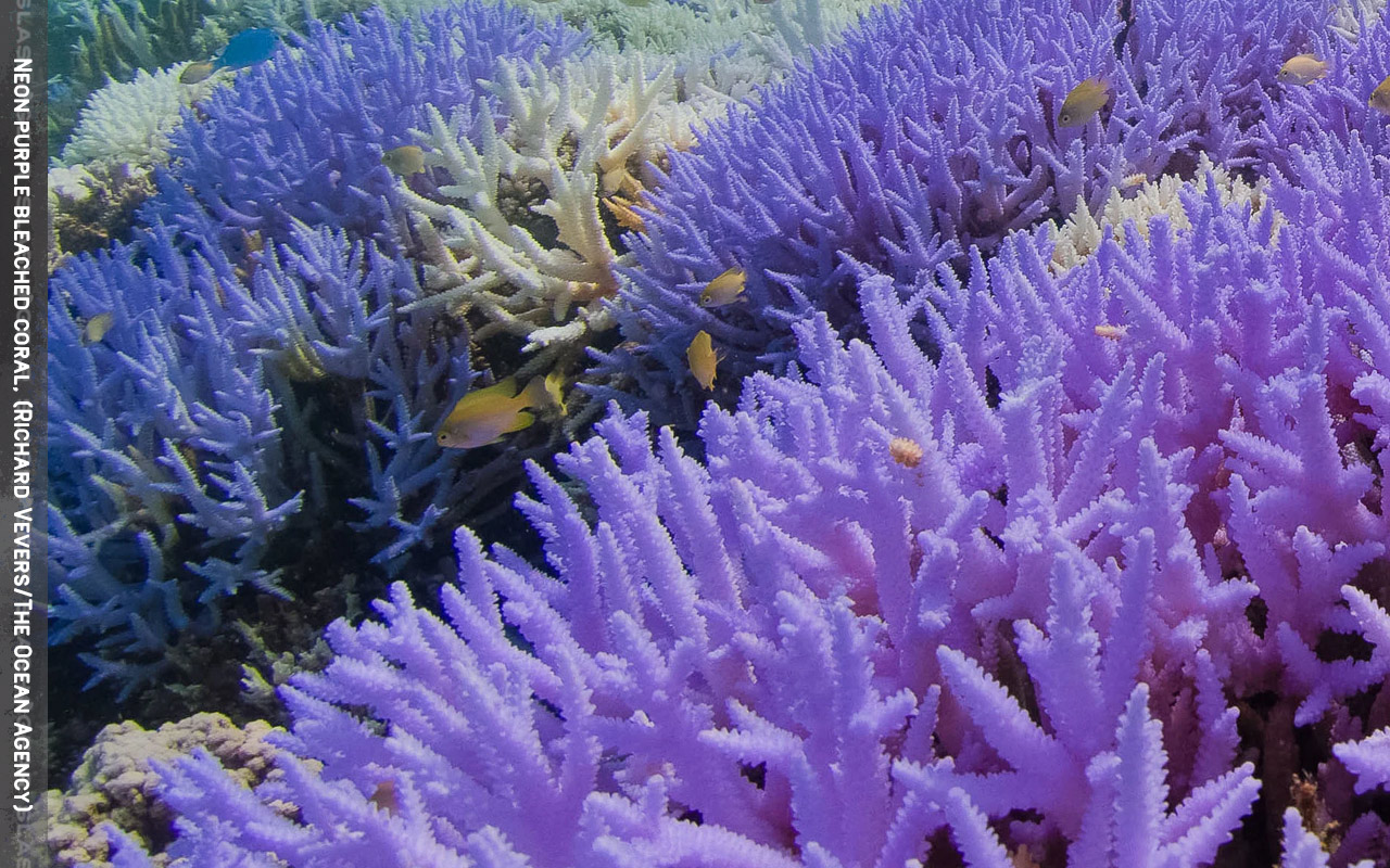 Bleached coral seems to be fixing itself with neon pigment shields ...