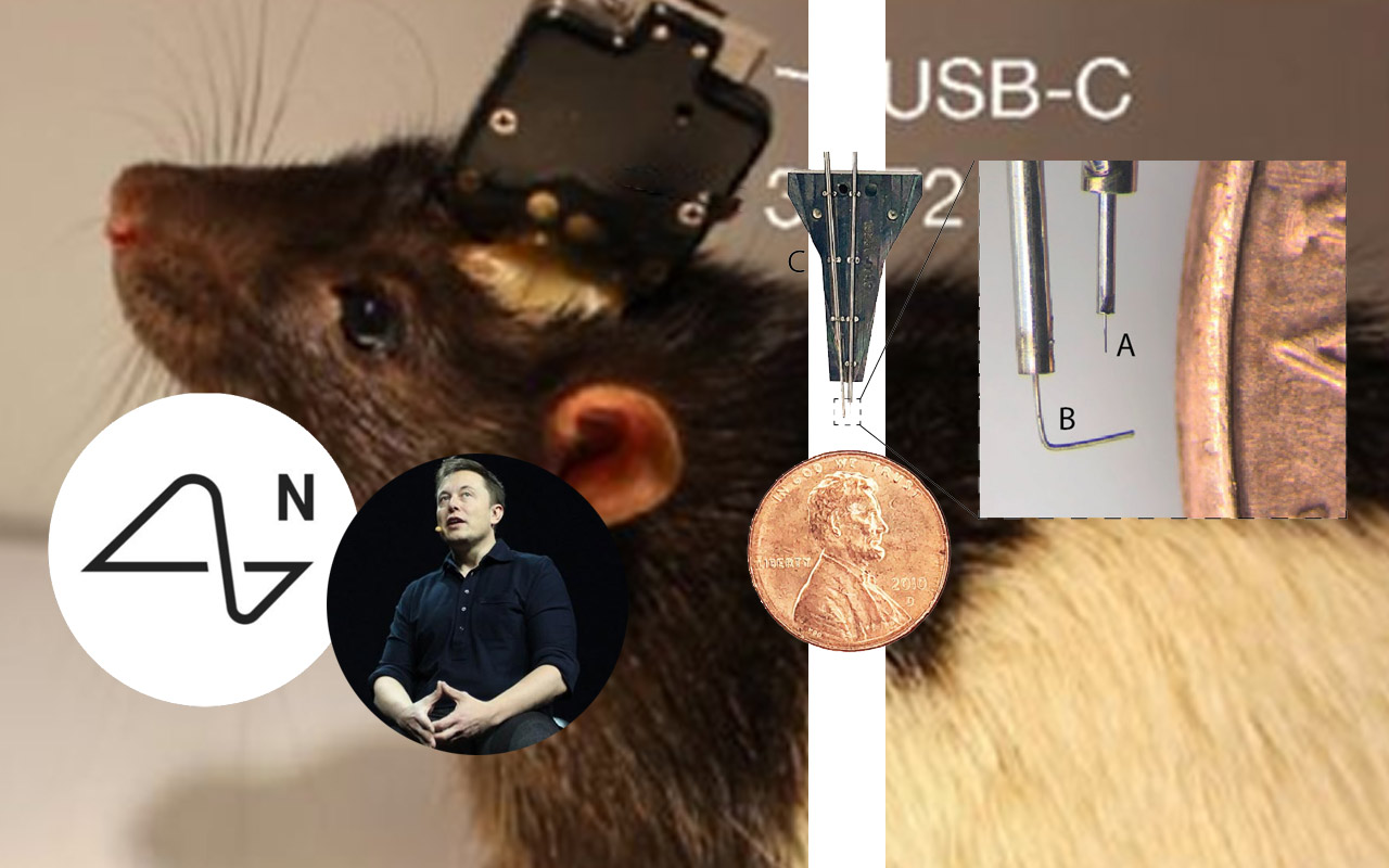 Elon Musk teased working Neuralink device: Will this rat be involved ...