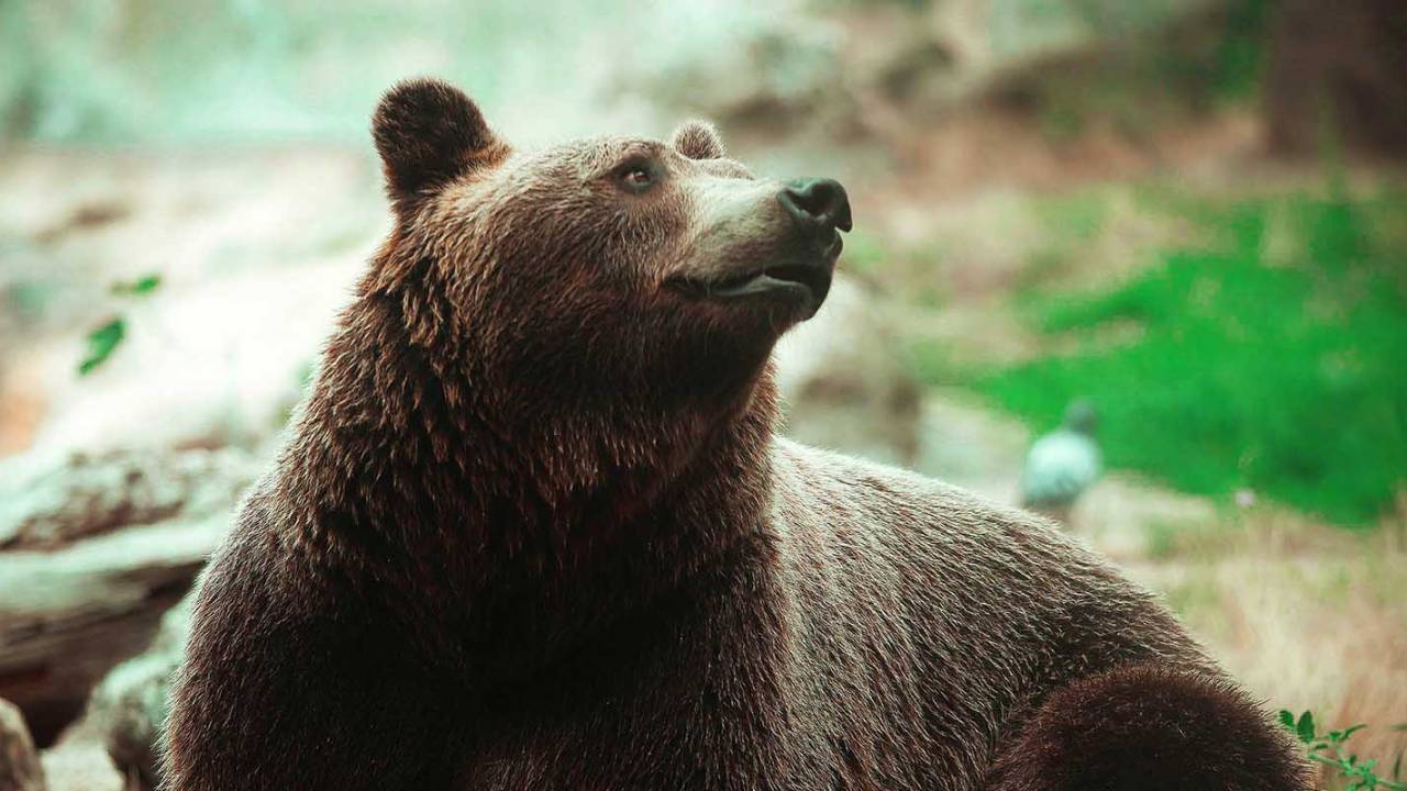 First perfectly preserved prehistoric grown cave bear carcass found in ...