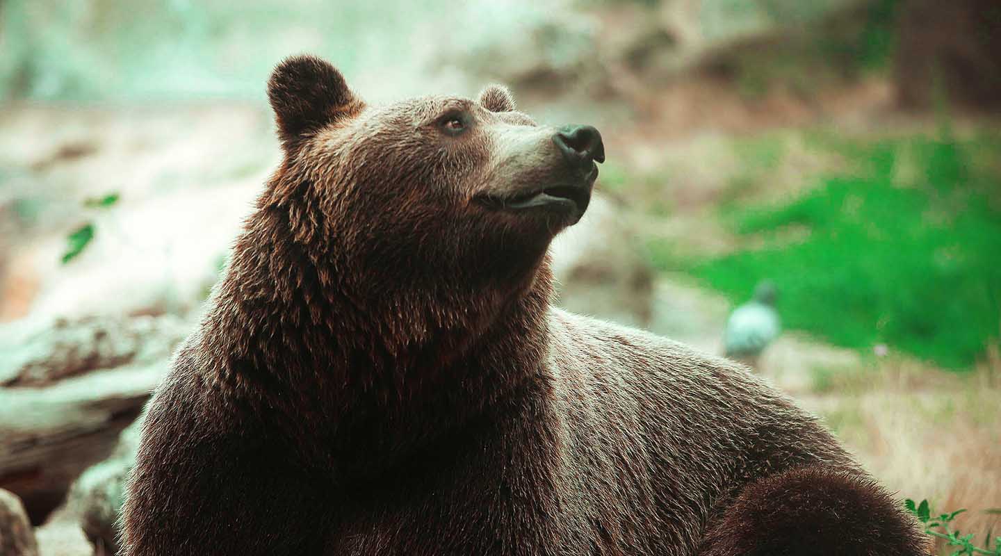 First perfectly preserved prehistoric grown cave bear carcass found in ...