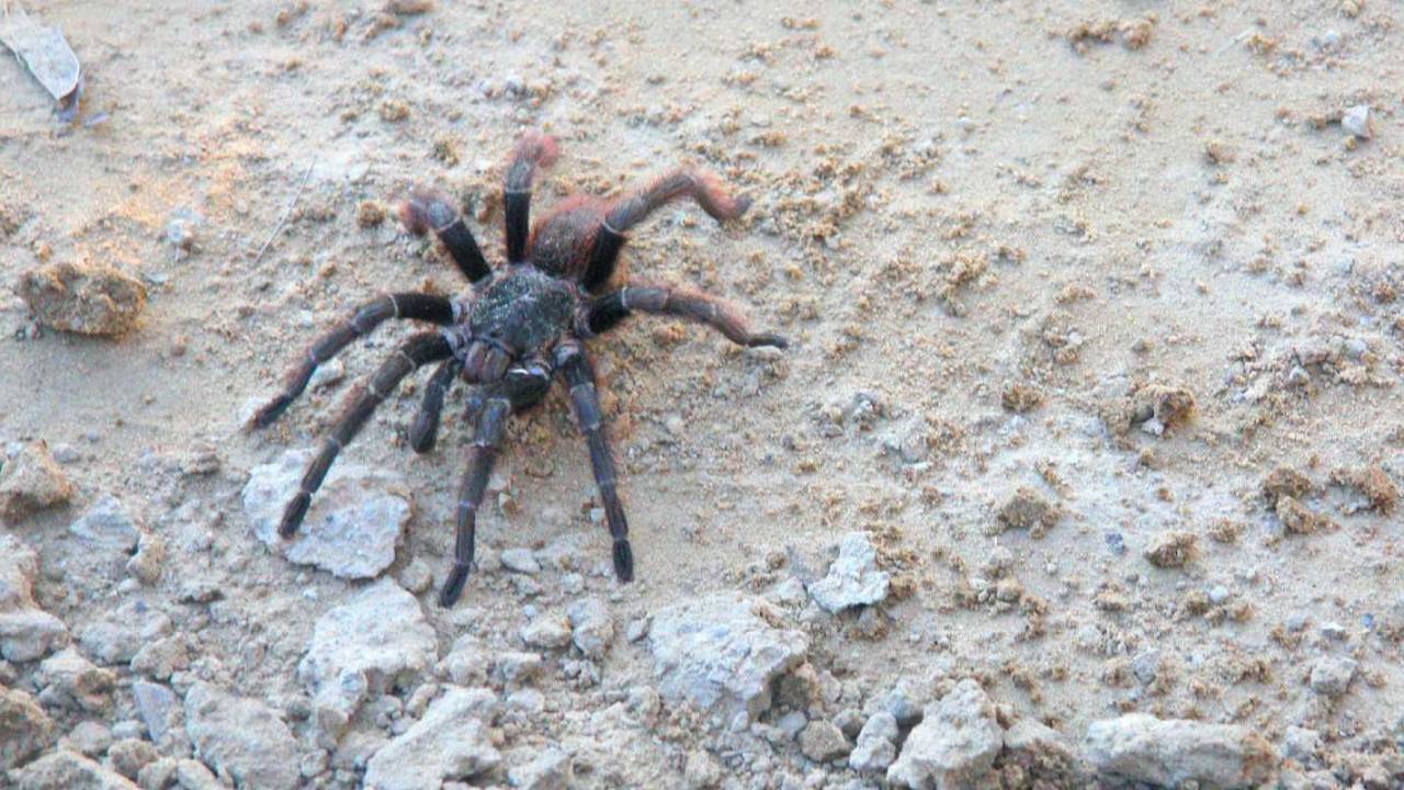 Giant Venezuelan tarantulas may be an unlikely source of relief from ...