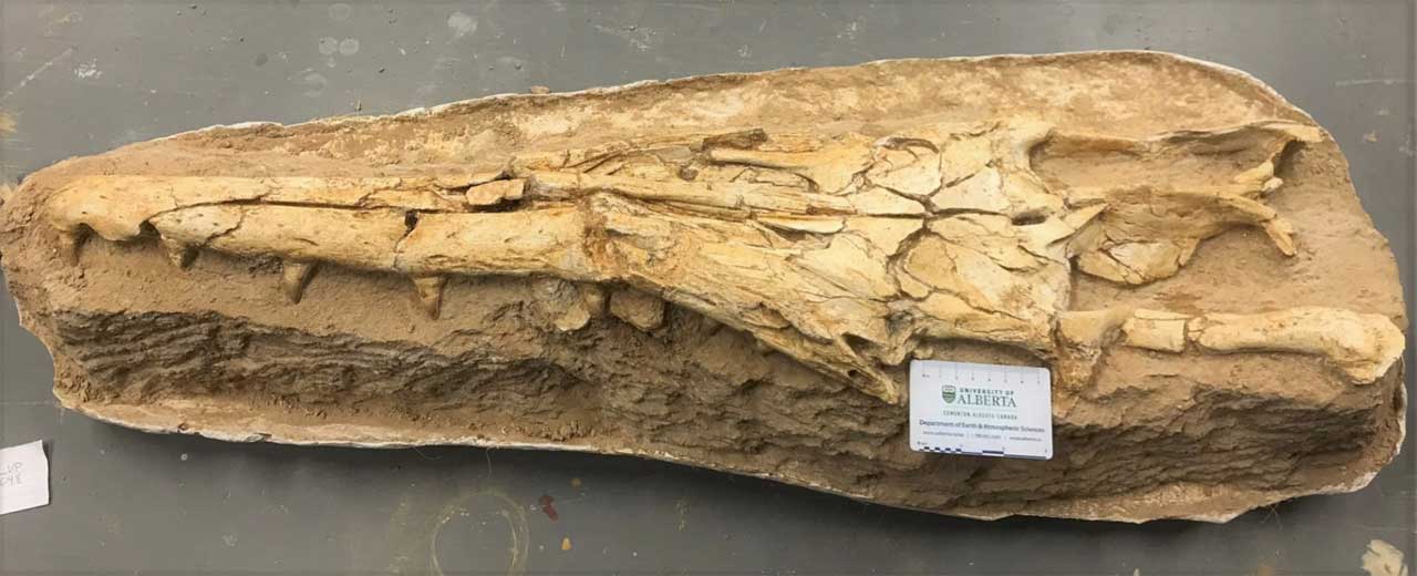 New species of mosasaur discovered in Morocco - SlashGear